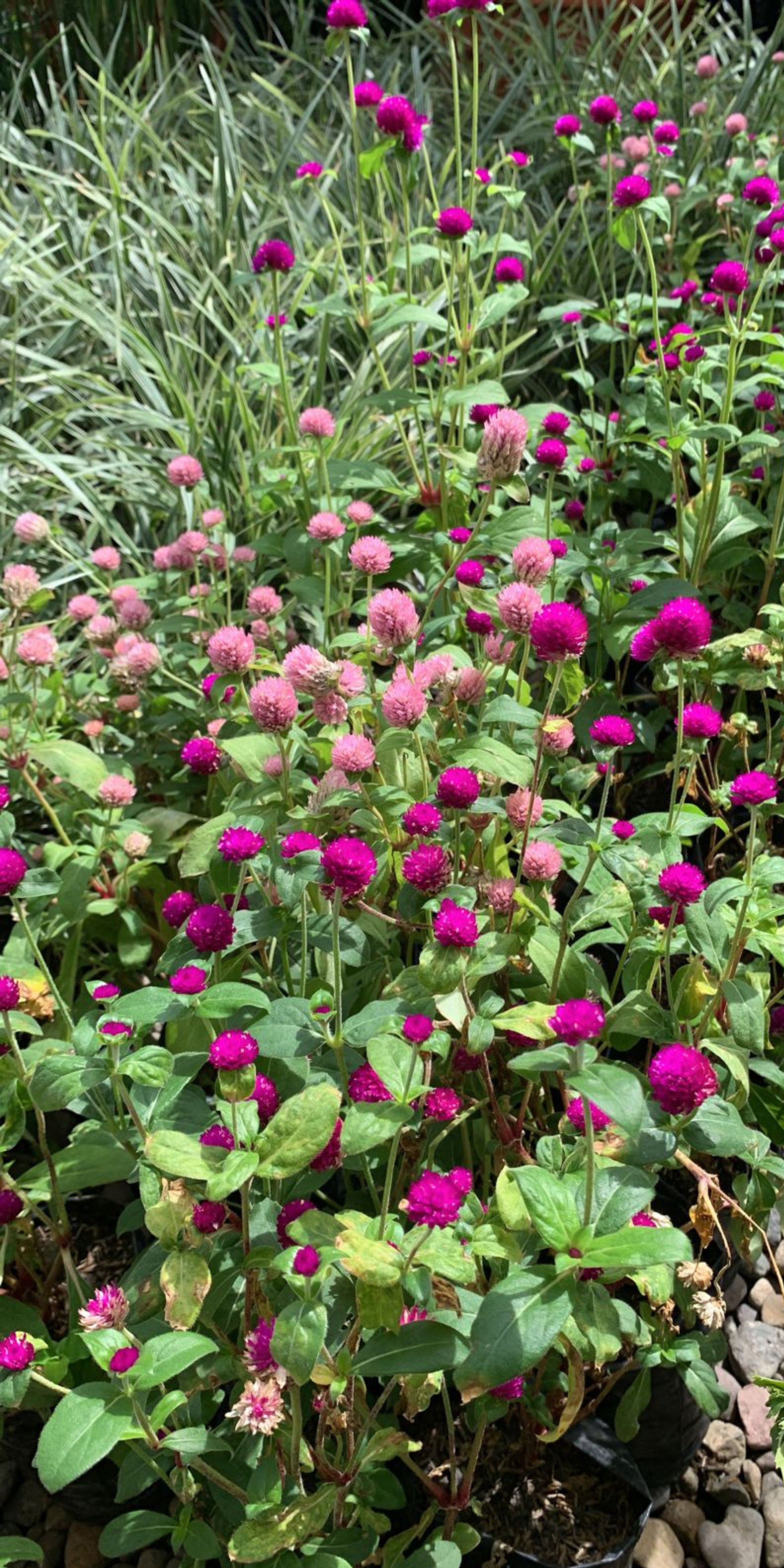 Garden and Landscape Services Roatán — Hamilton Farms