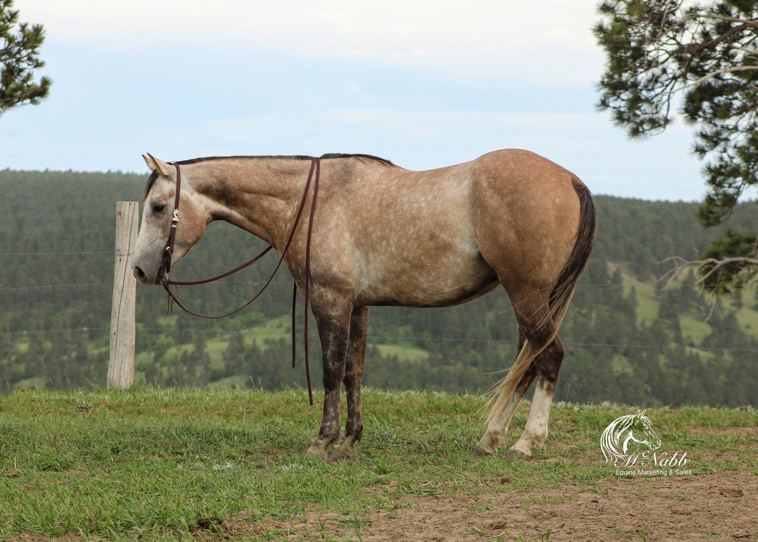 2025 Horse Sale — Montana Horse Progress Days