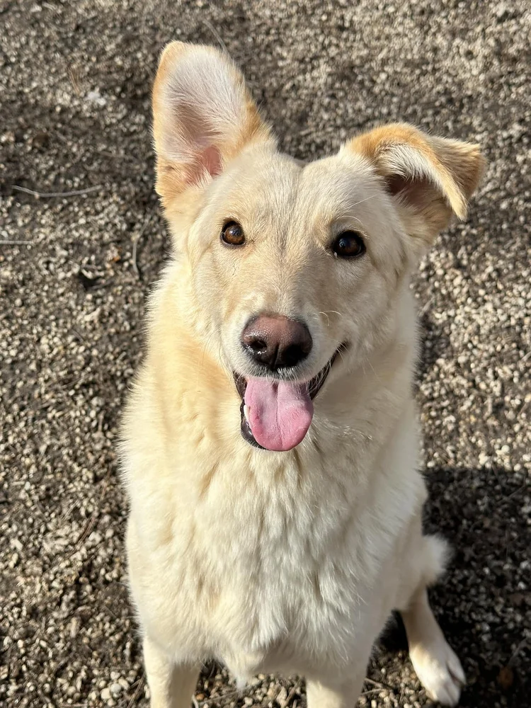 Our Dogs — Mobile Mutts Rescue