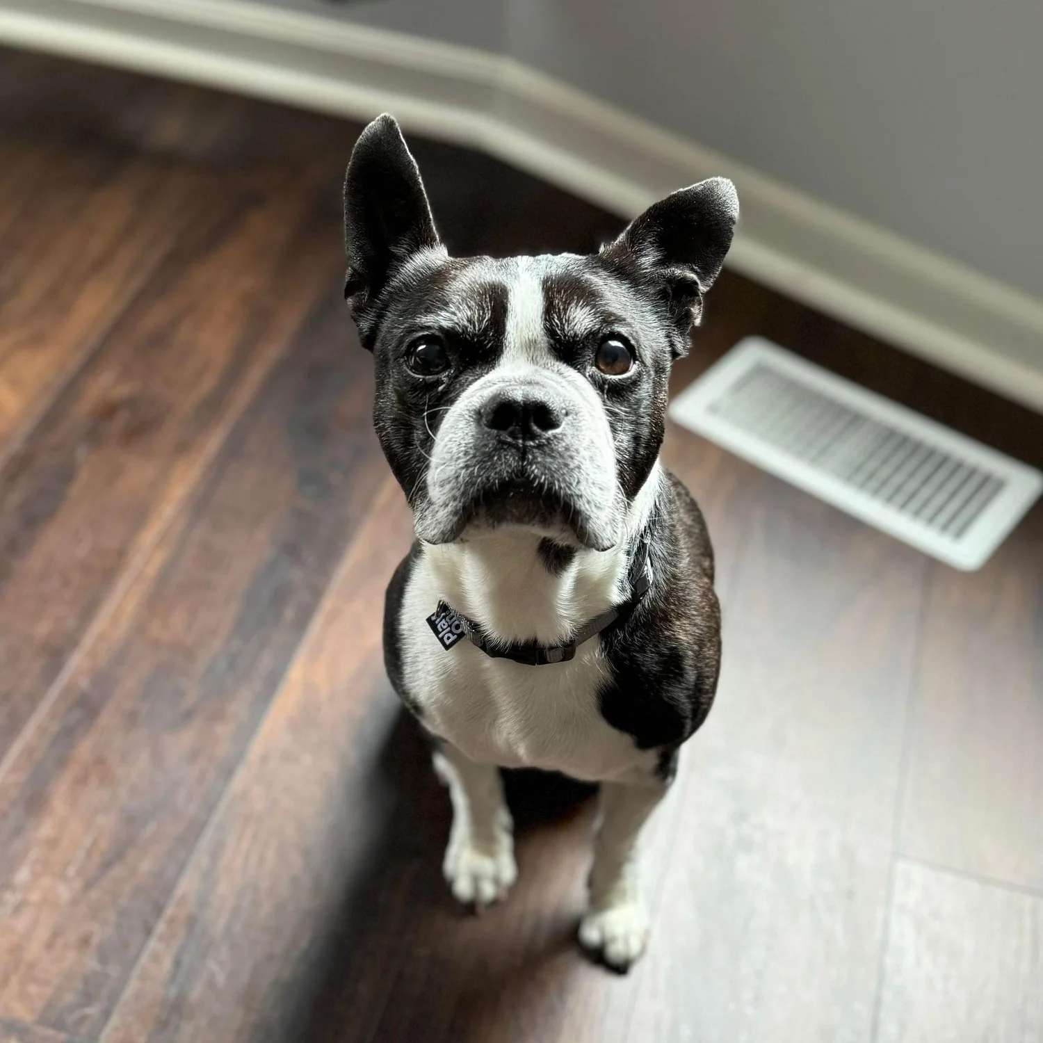 Our Dogs — Mobile Mutts Rescue