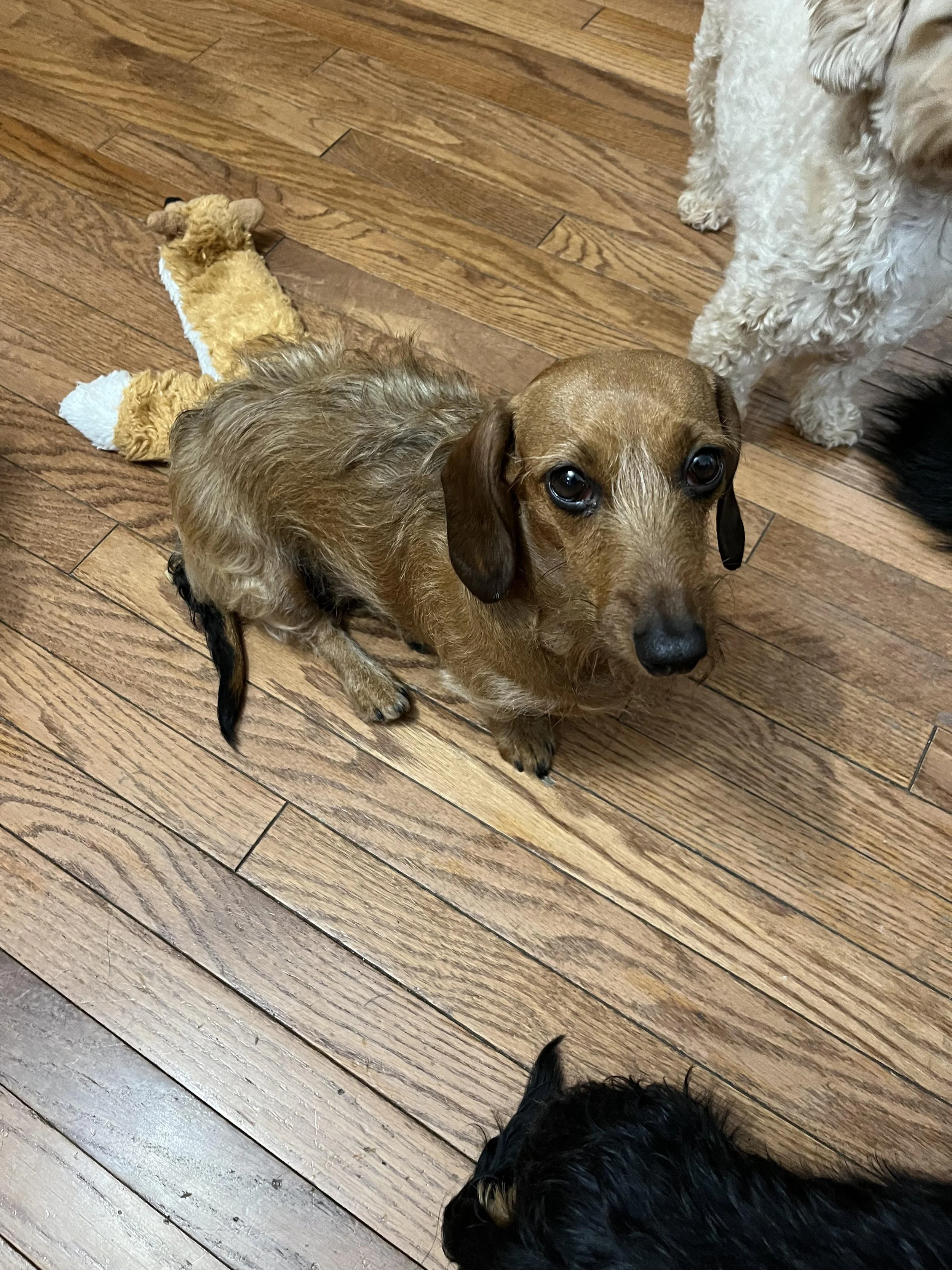 Our Dogs — Mobile Mutts Rescue