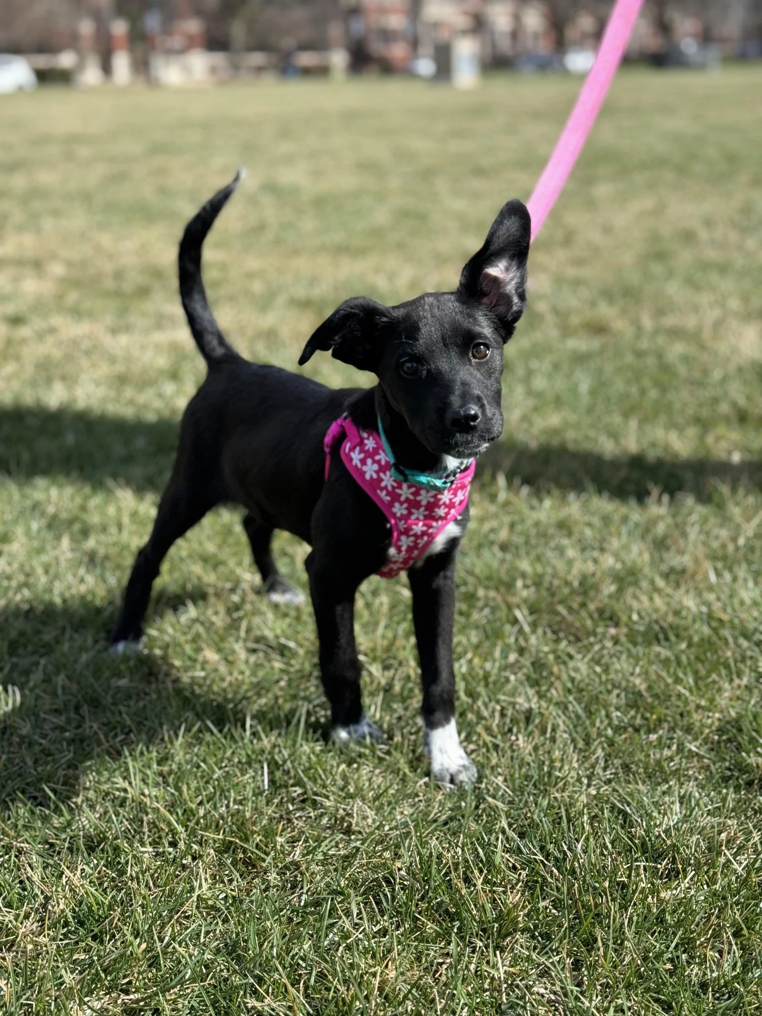 Our Dogs — Mobile Mutts Rescue