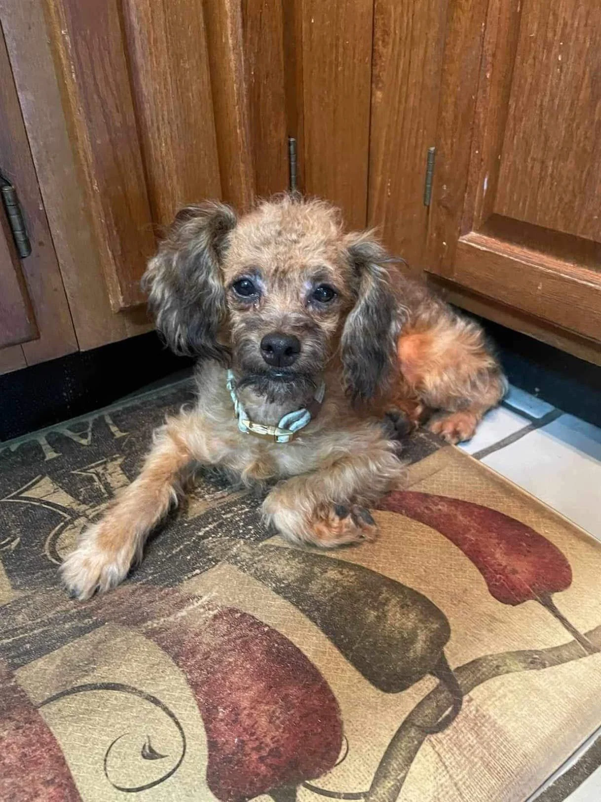 Our Dogs — Mobile Mutts Rescue