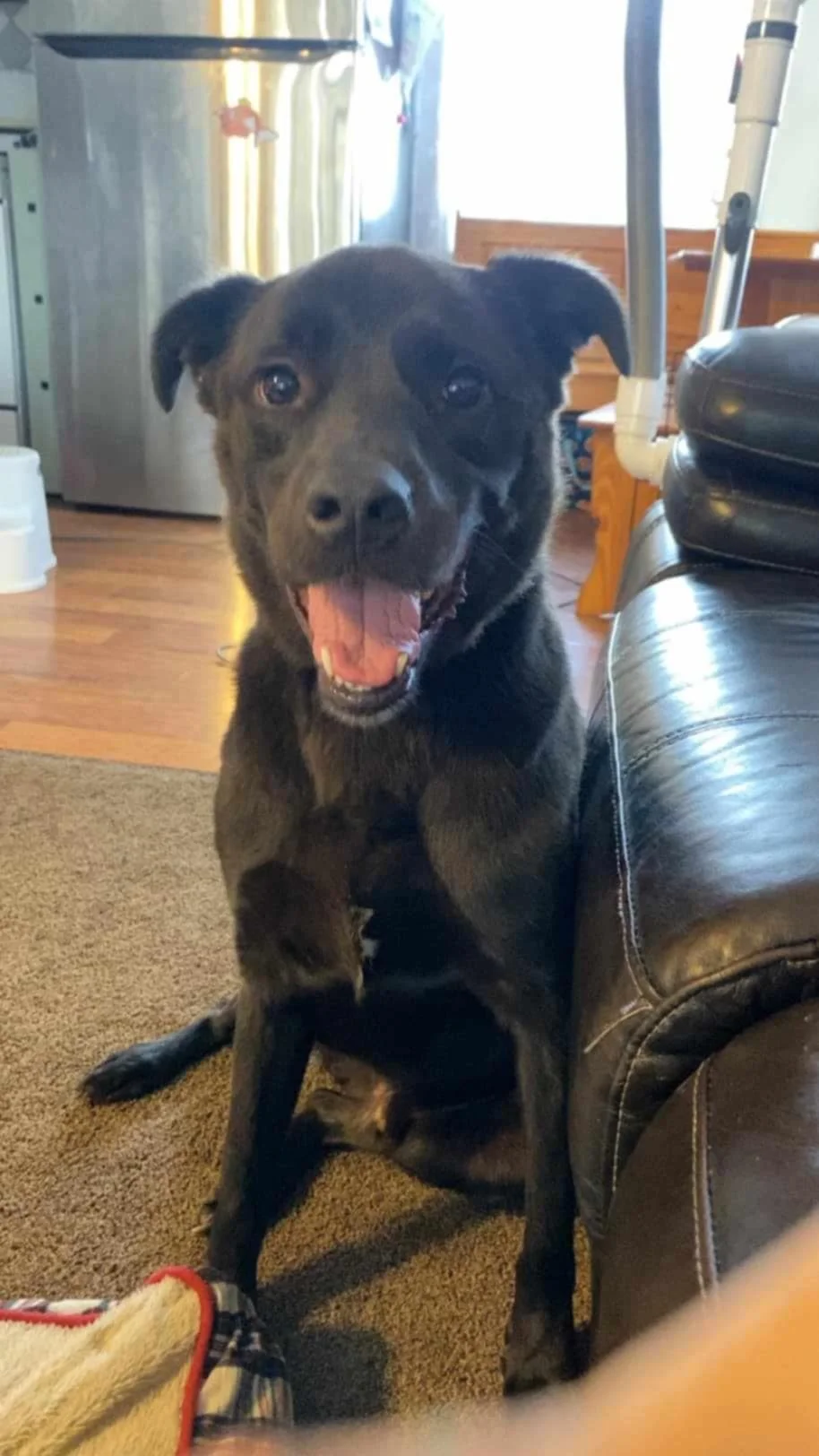 Available Dogs — Mobile Mutts Rescue