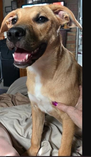 Available Dogs — Mobile Mutts Rescue