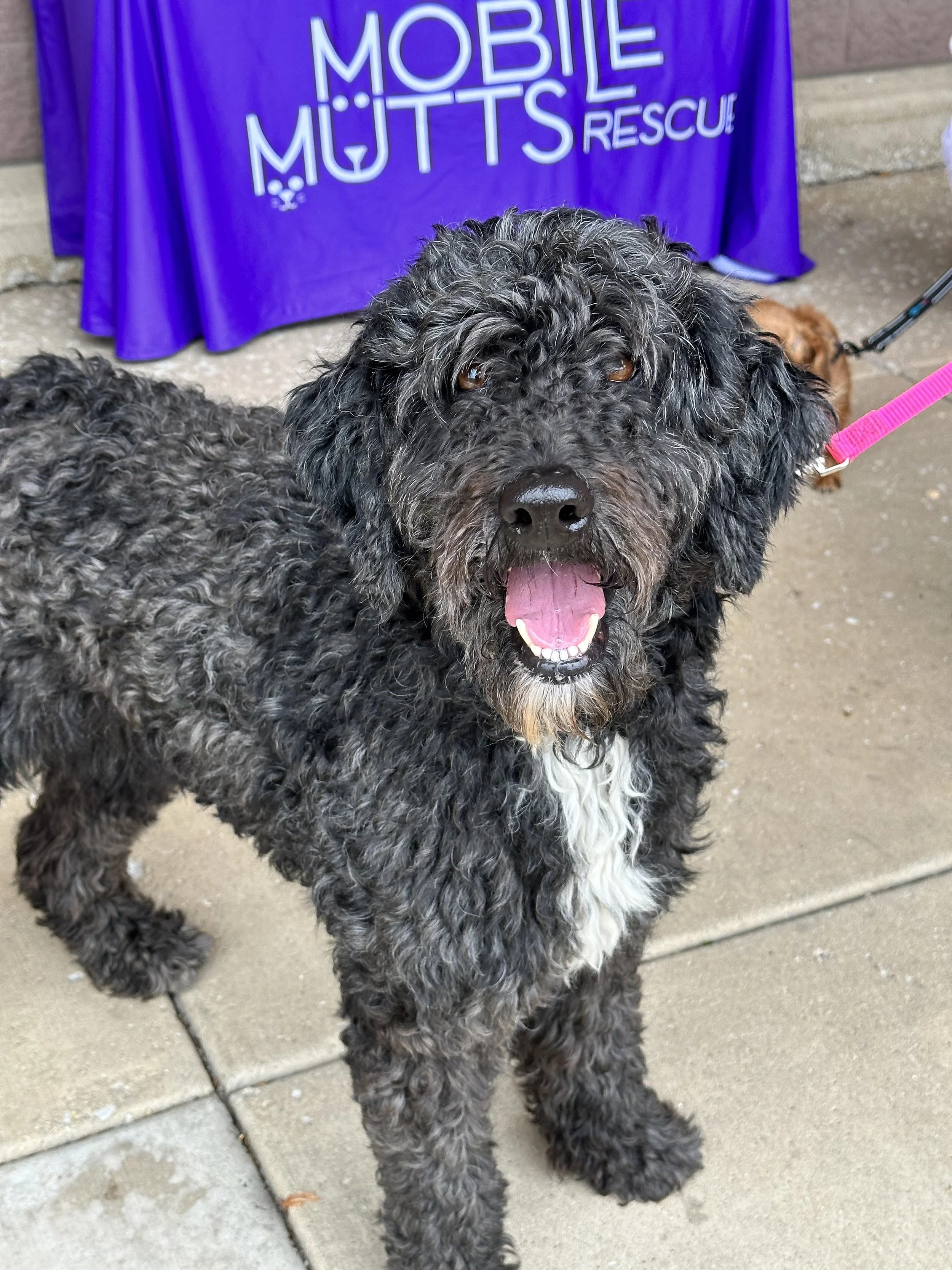 Our Dogs — Mobile Mutts Rescue