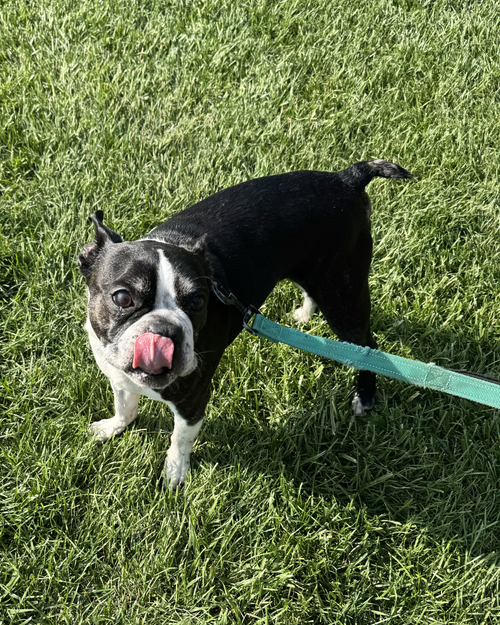 Our Dogs — Mobile Mutts Rescue