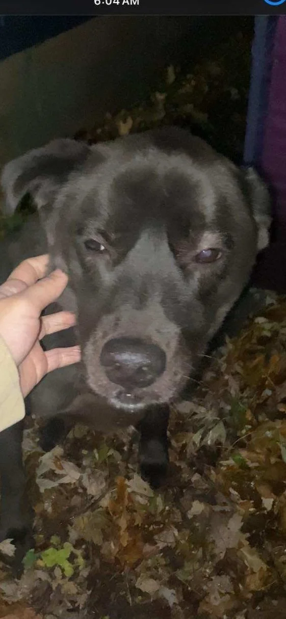 Our Dogs — Mobile Mutts Rescue