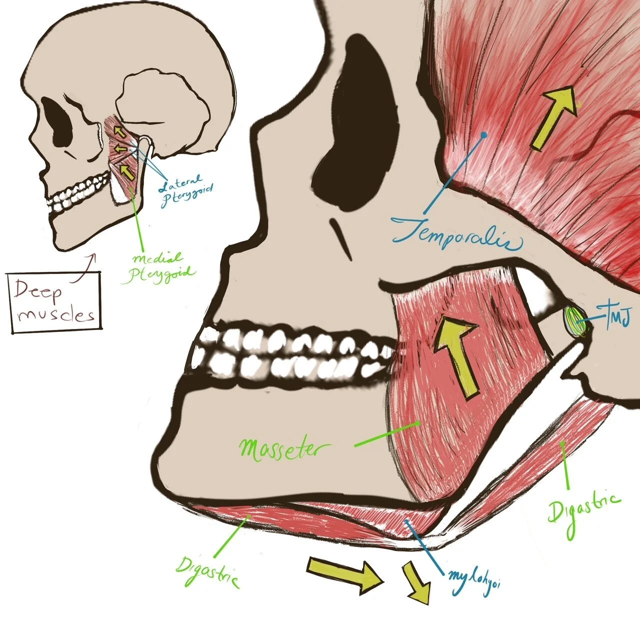 Why Does My Jaw Hurt? How Physical Therapists Can Help You Heal Your ...