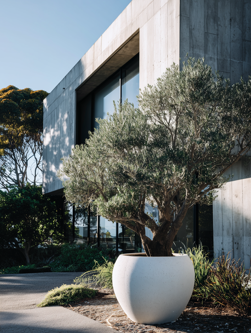 Feature Trees | Native And Exotic Nursery — Afforest Group