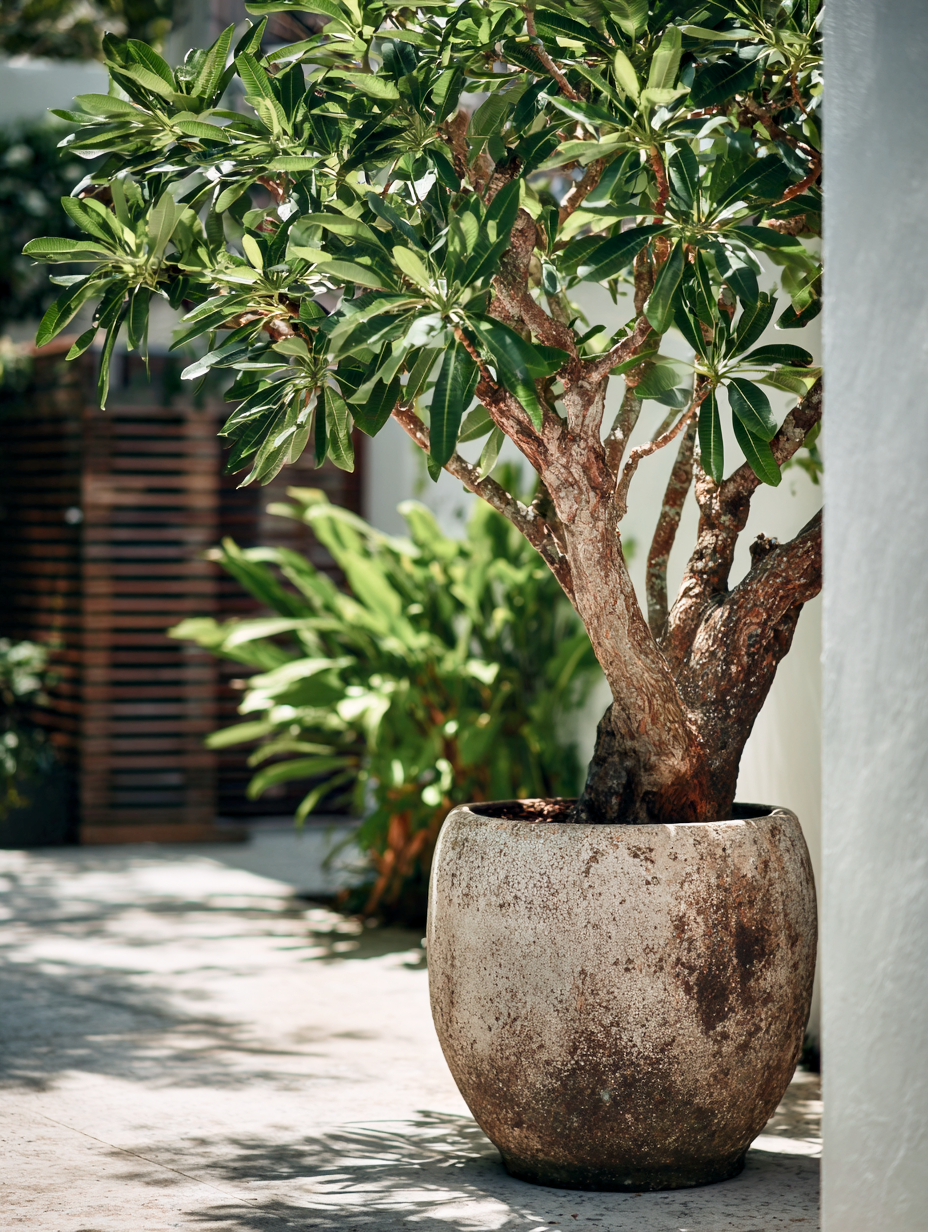 Feature Trees | Native And Exotic Nursery — Afforest Group