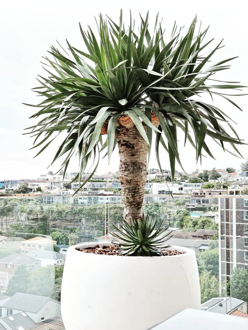 Feature Trees | Native And Exotic Nursery — Afforest Group