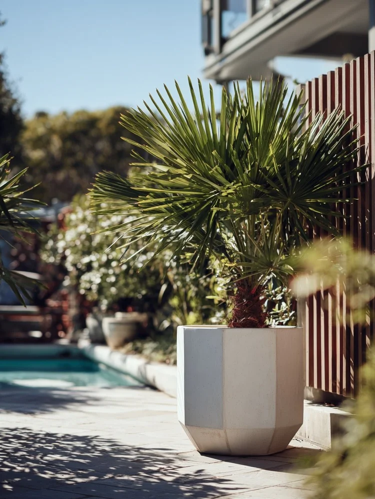 Feature Trees | Native And Exotic Nursery — Afforest Group