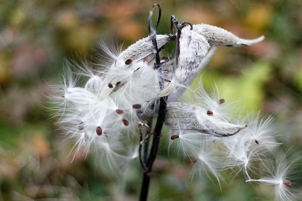 What is seed dispersal? | Ooga Press