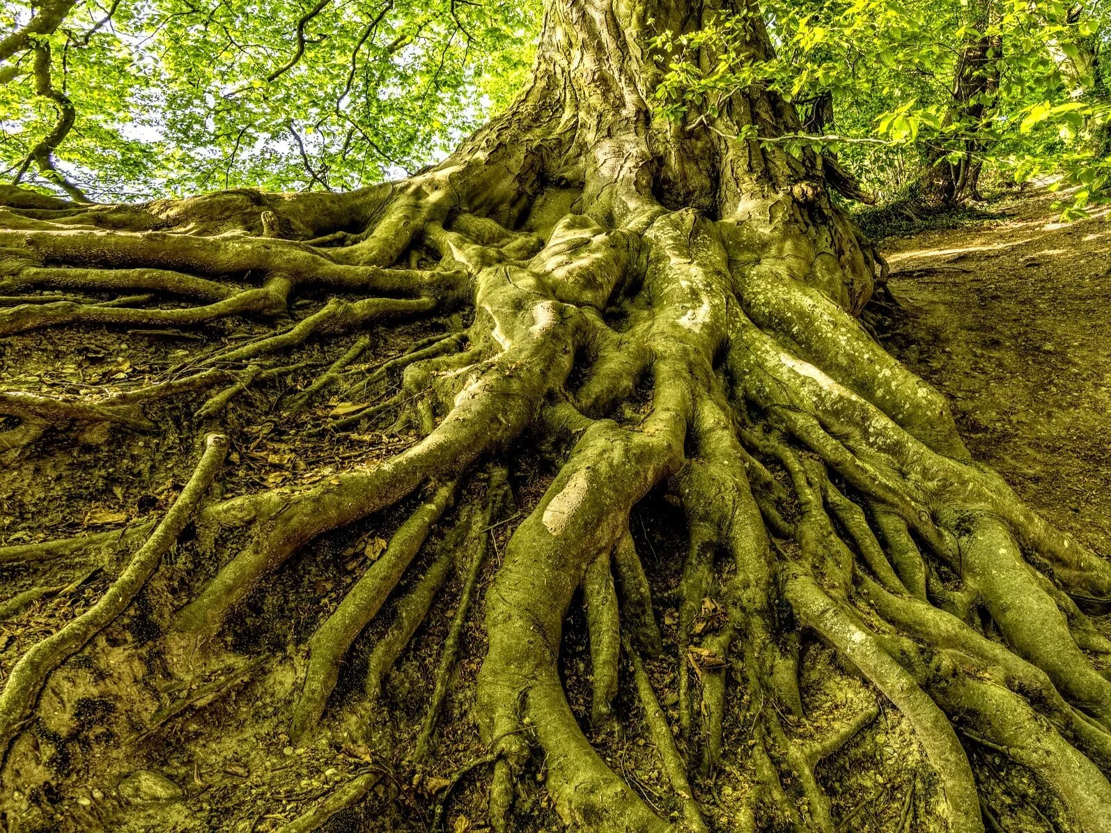 Do all plants have leaves, stems and roots? | Ooga Press