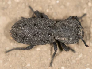 Meet the incredible diabolical ironclad beetle | Ooga Press