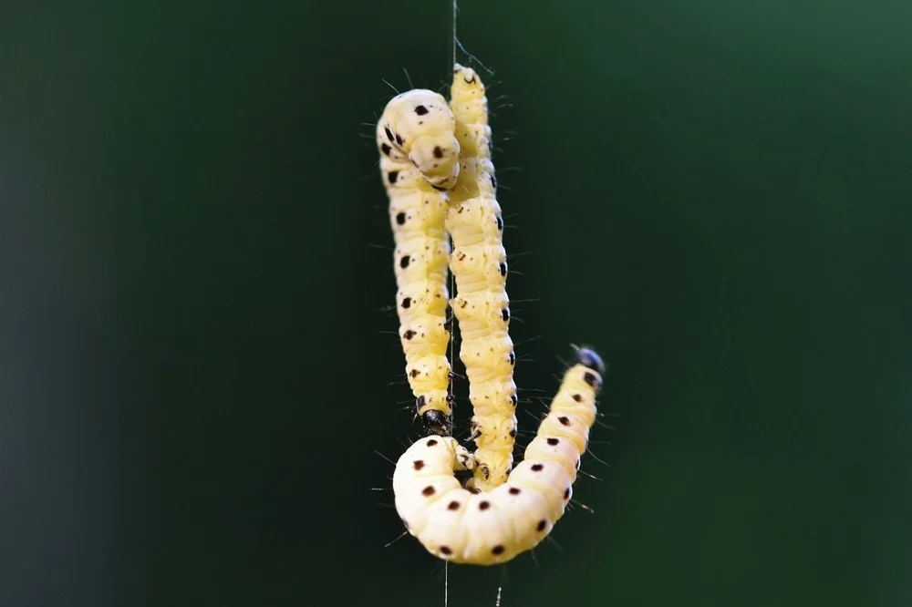 What’s the difference between "larva" and "larvae"? | Ooga Press