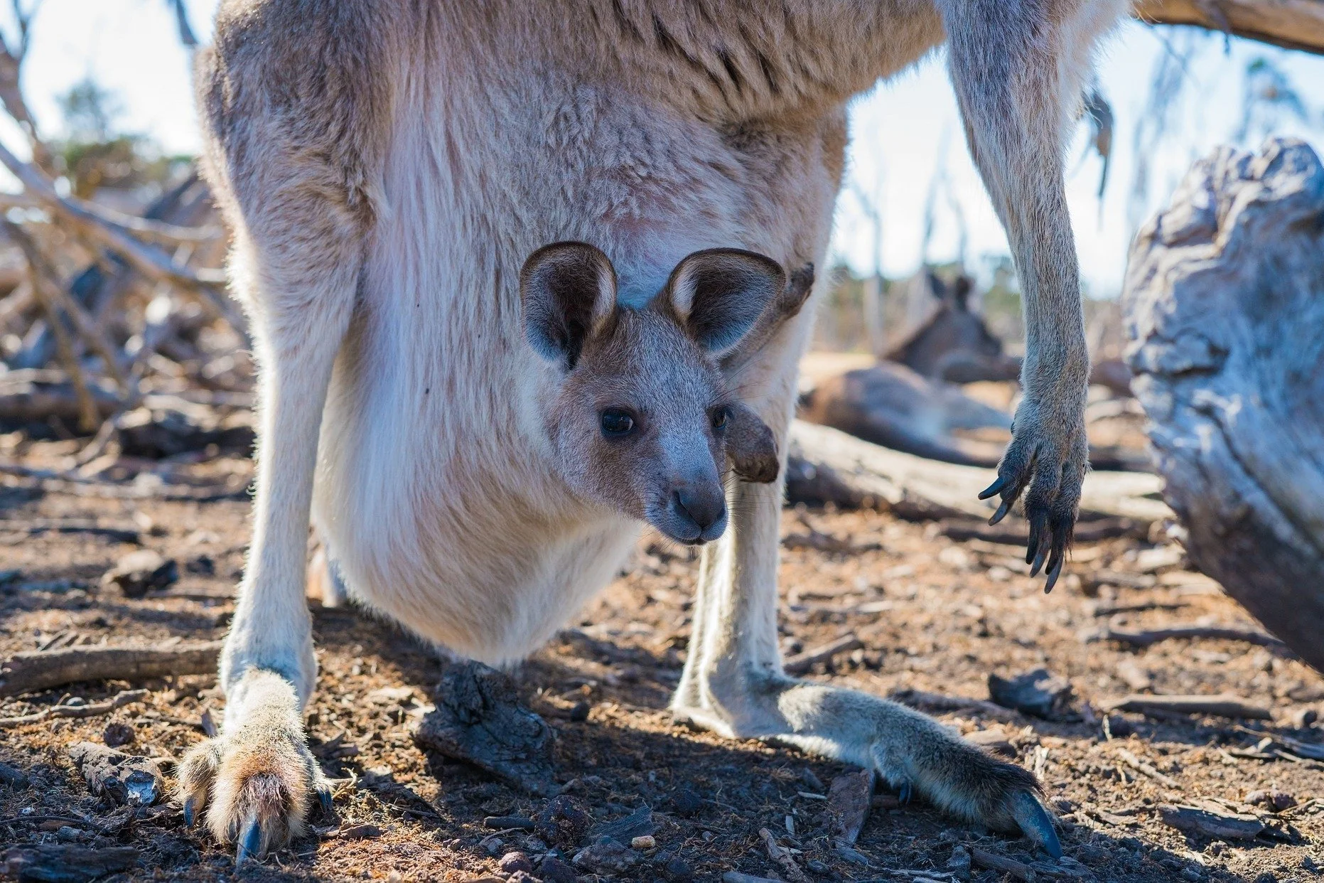 Marsupials Mammals Examples