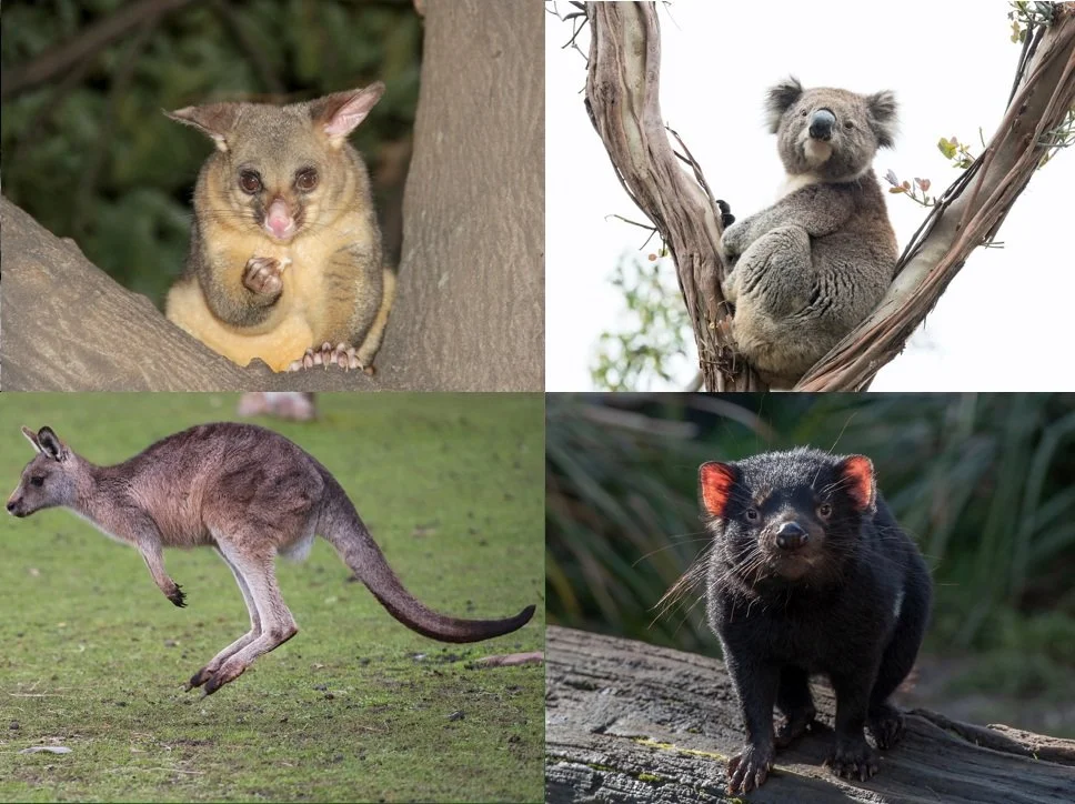 Marsupials Mammals Examples