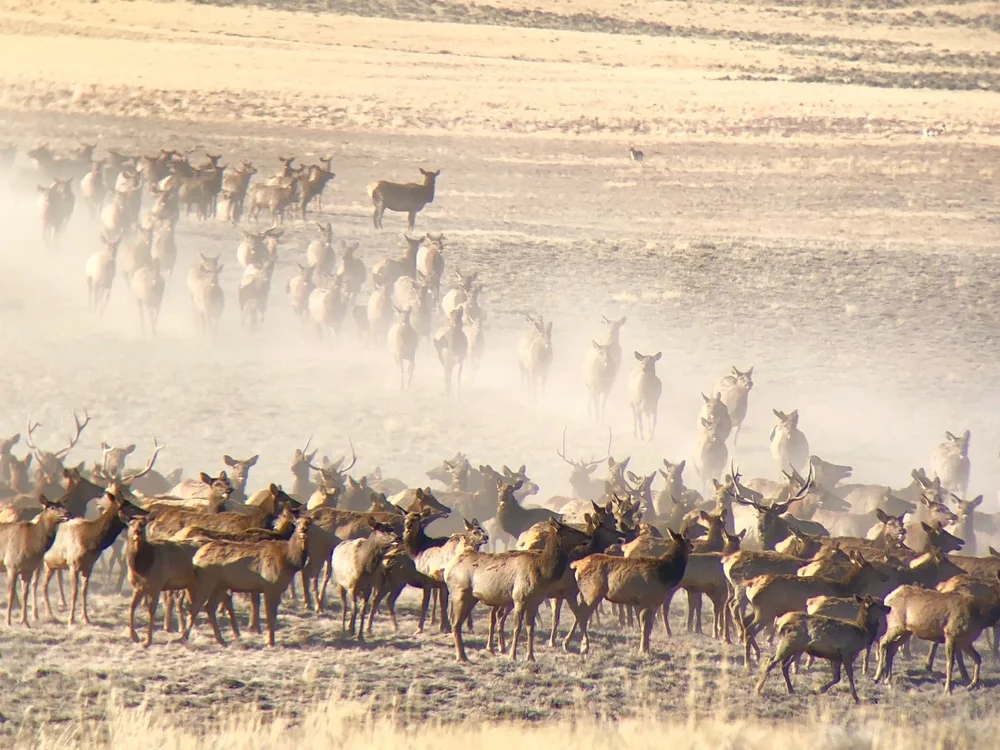 Deseret CWMU Antlerless Elk — Hunt CWMU - Utah CWMU Info