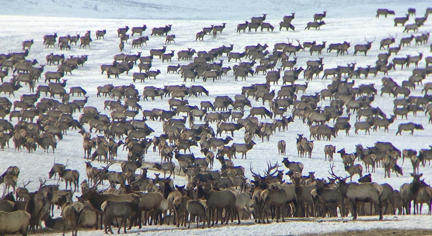 Deseret CWMU Antlerless Elk — Hunt CWMU - Utah CWMU Info
