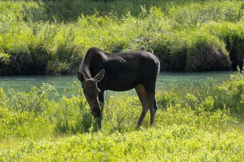 Deseret Hunting Rules — Hunt CWMU - Utah CWMU Info
