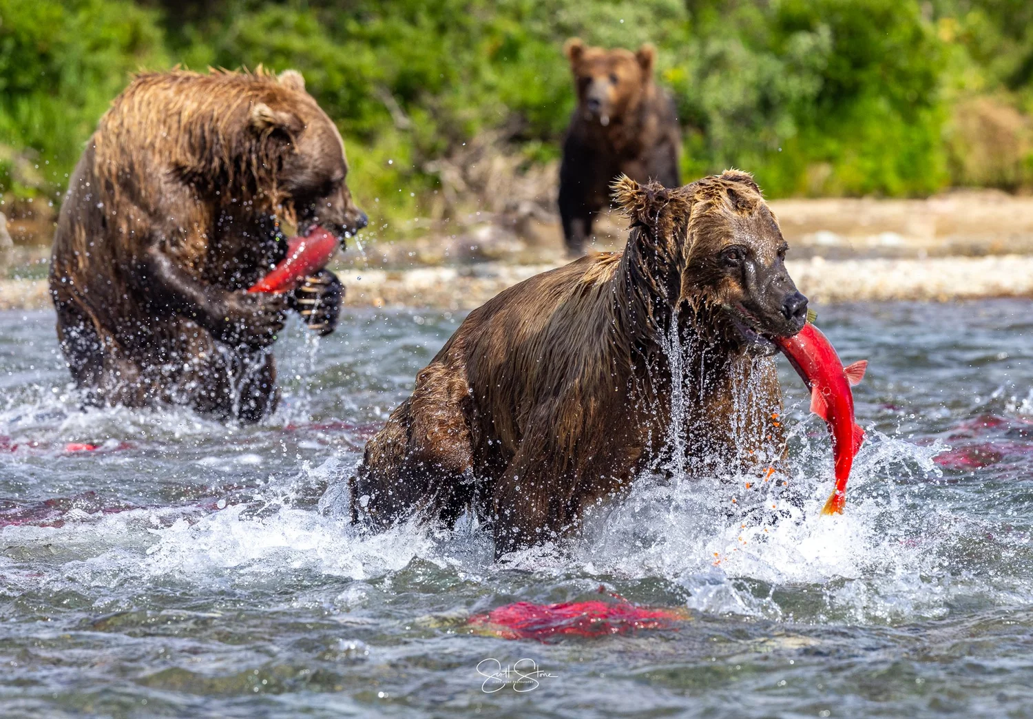 Tour Information — Scott Stone Photography | Alaska Bear Viewing Camps ...