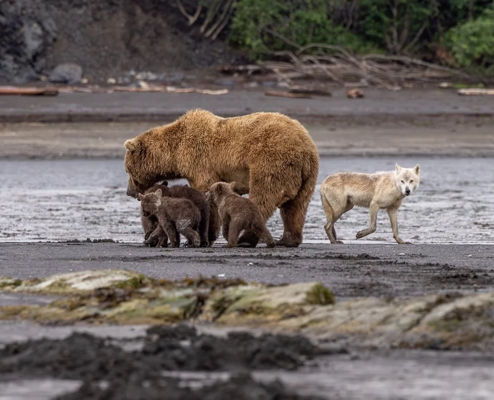Alaska Wolf Tour | Discover & Capture Wolves - Join Now — Scott Stone ...