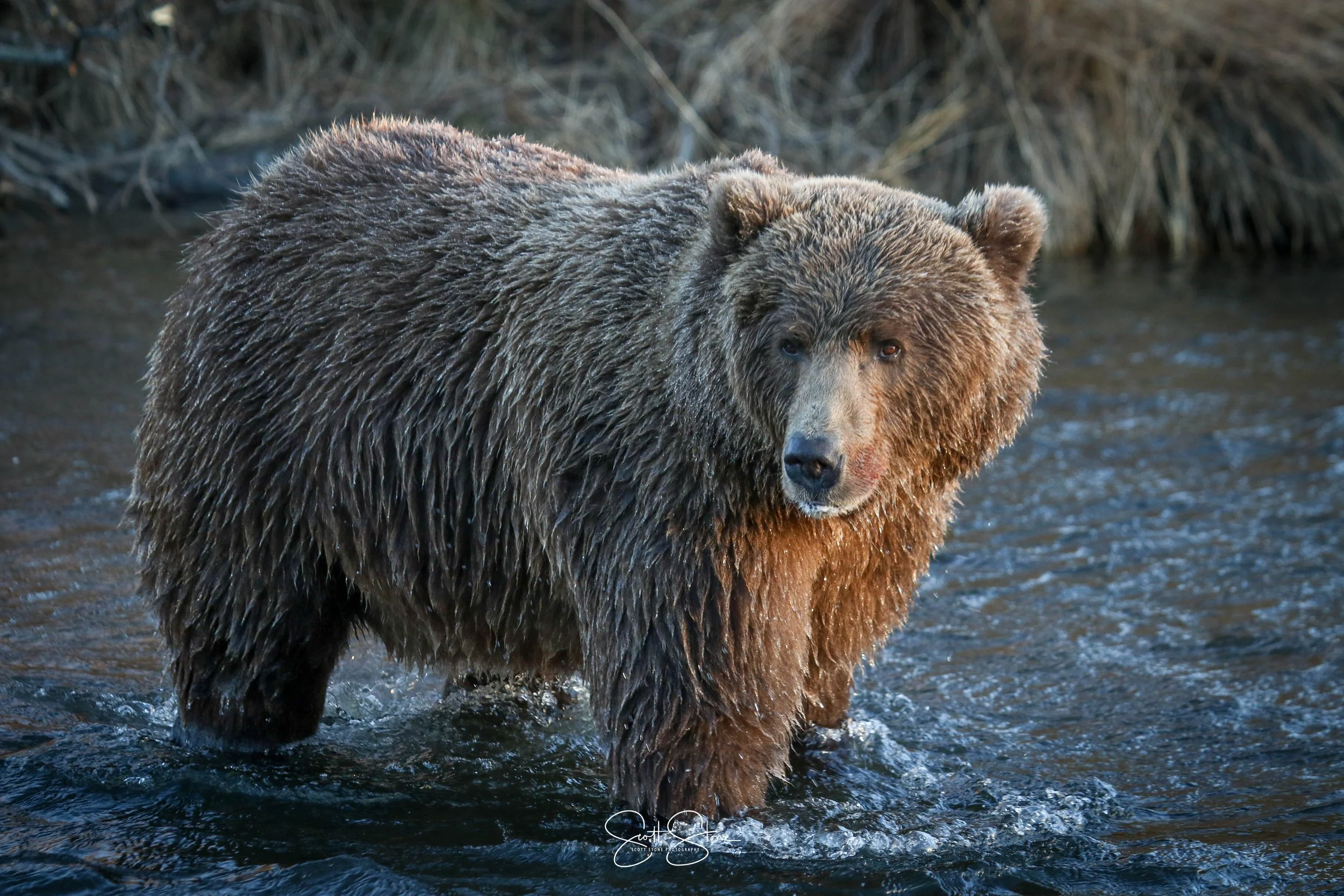 Kodiak Bear Camp | Explore & Capture Bears — Book Now — Scott Stone ...