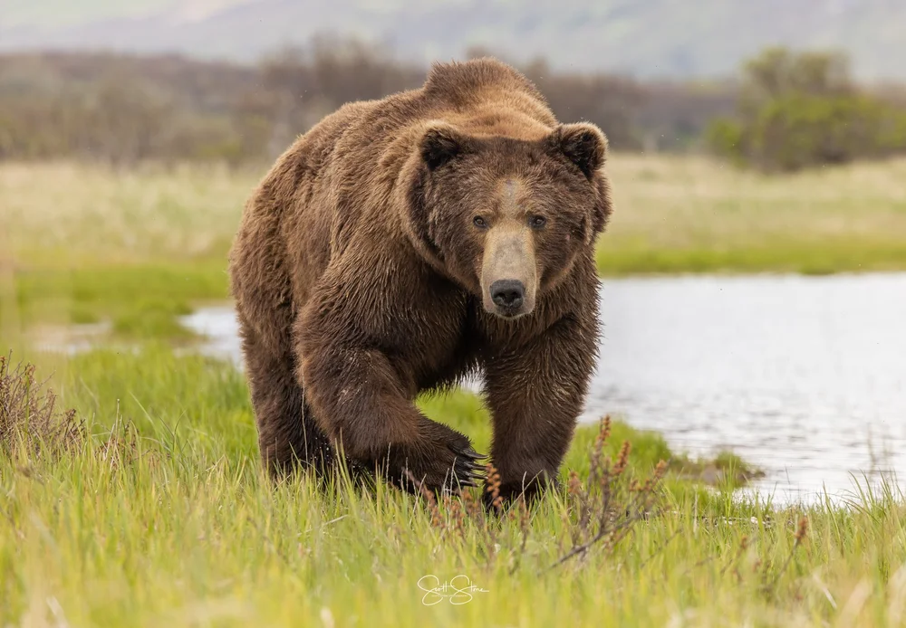 Katmai Bear Camp — Scott Stone Photography | Alaska Bear Viewing Camps ...