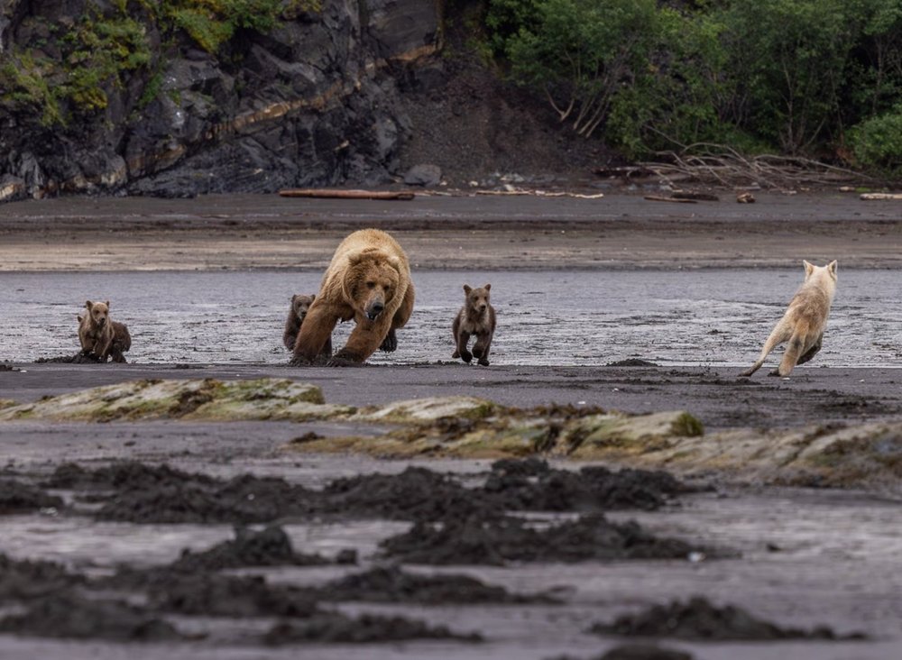 Alaska Wolf Tour — Scott Stone Photography | Alaska Bear Viewing Camps ...