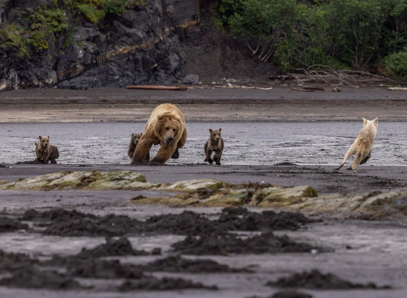 Alaska Wolf Tour — Scott Stone Photography | Alaska Bear Viewing Camps ...