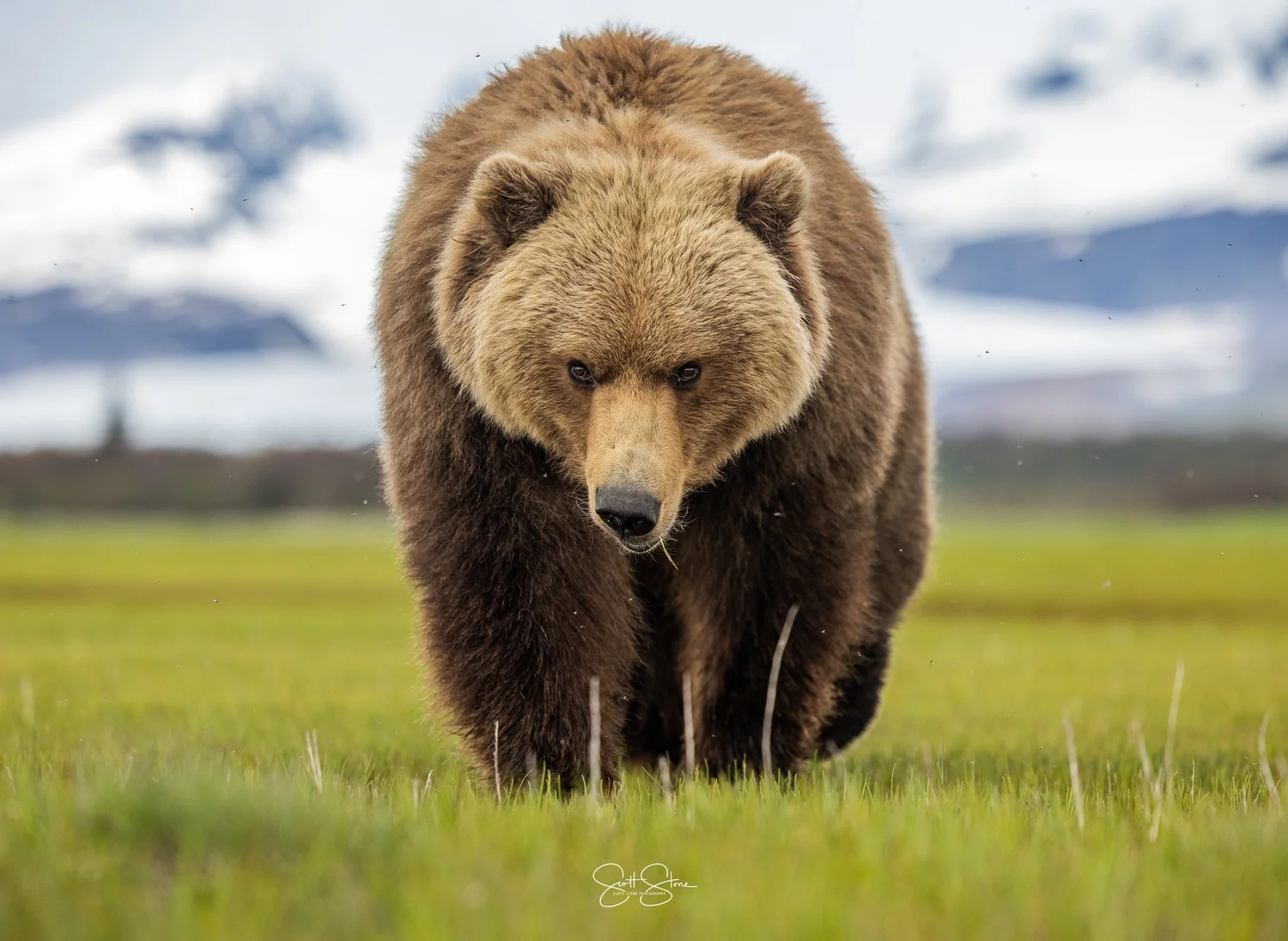 Katmai Bear Camp — Scott Stone Photography | Alaska Bear Viewing Camps ...