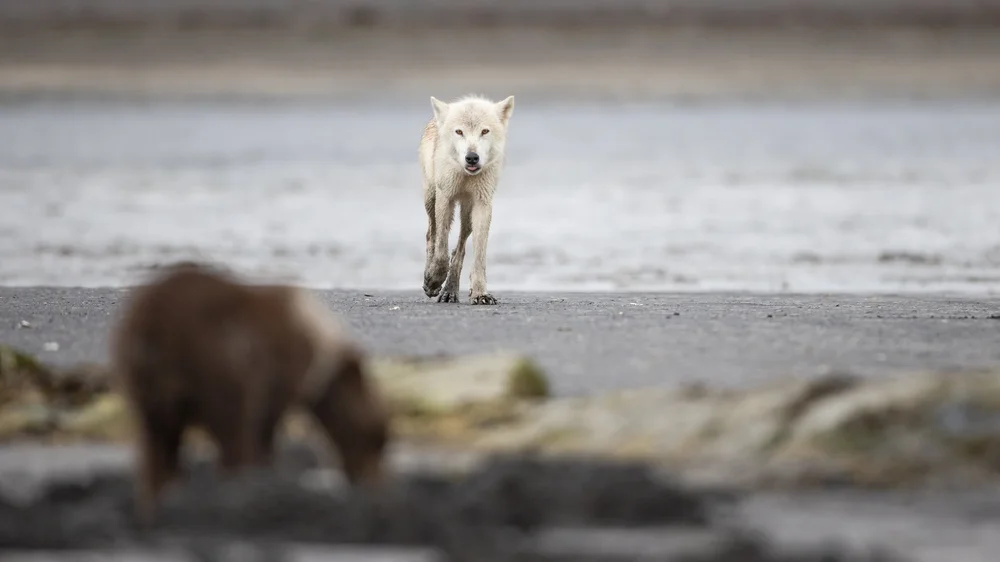 Alaska Wolf Tour | Discover & Capture Wolves - Join Now — Scott Stone ...