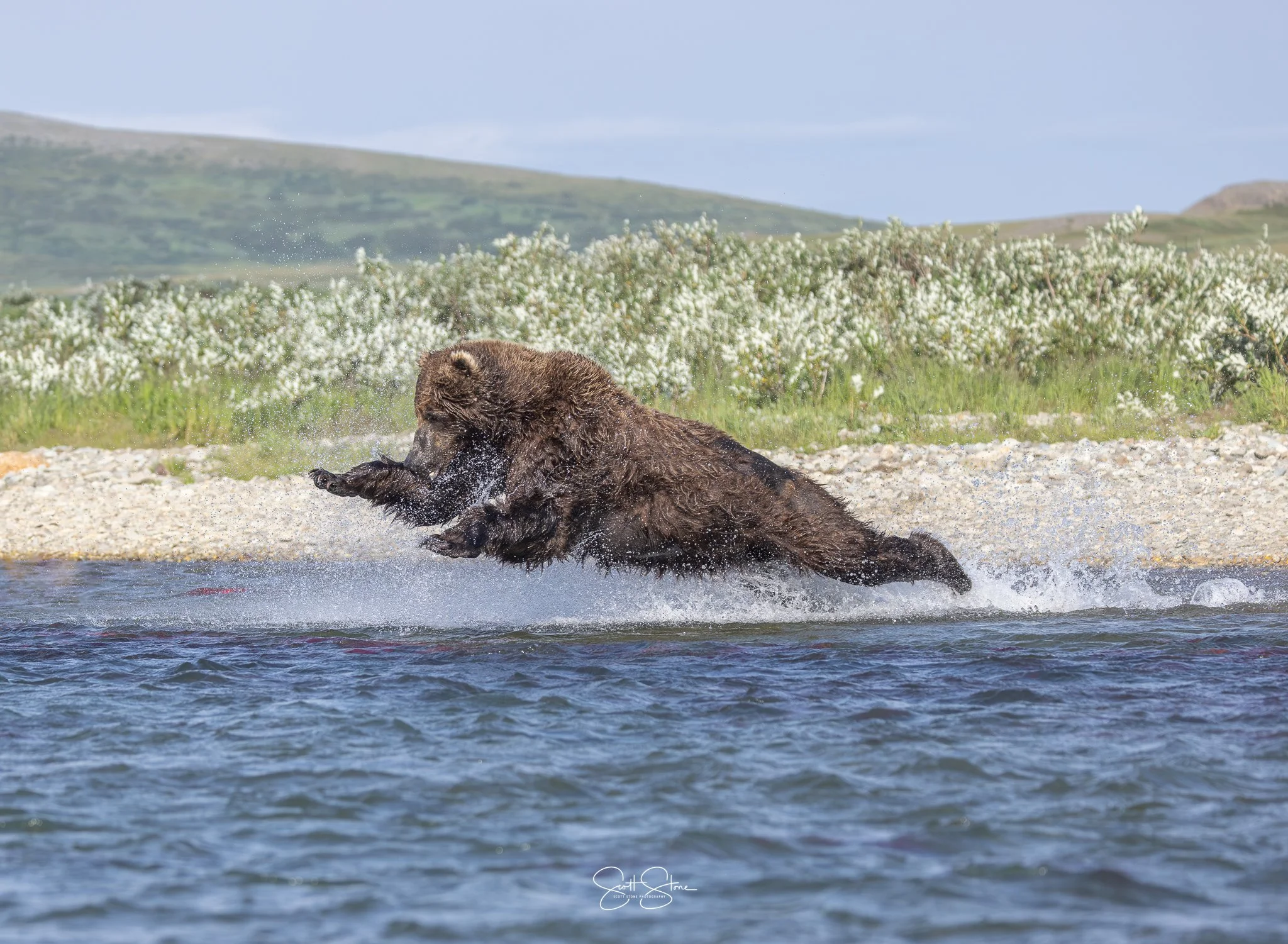 Gallery | Discover Wildlife – Book Today — Scott Stone Photography ...