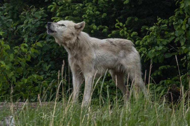 Alaska Wolf Tour | Discover & Capture Wolves - Join Now — Scott Stone ...