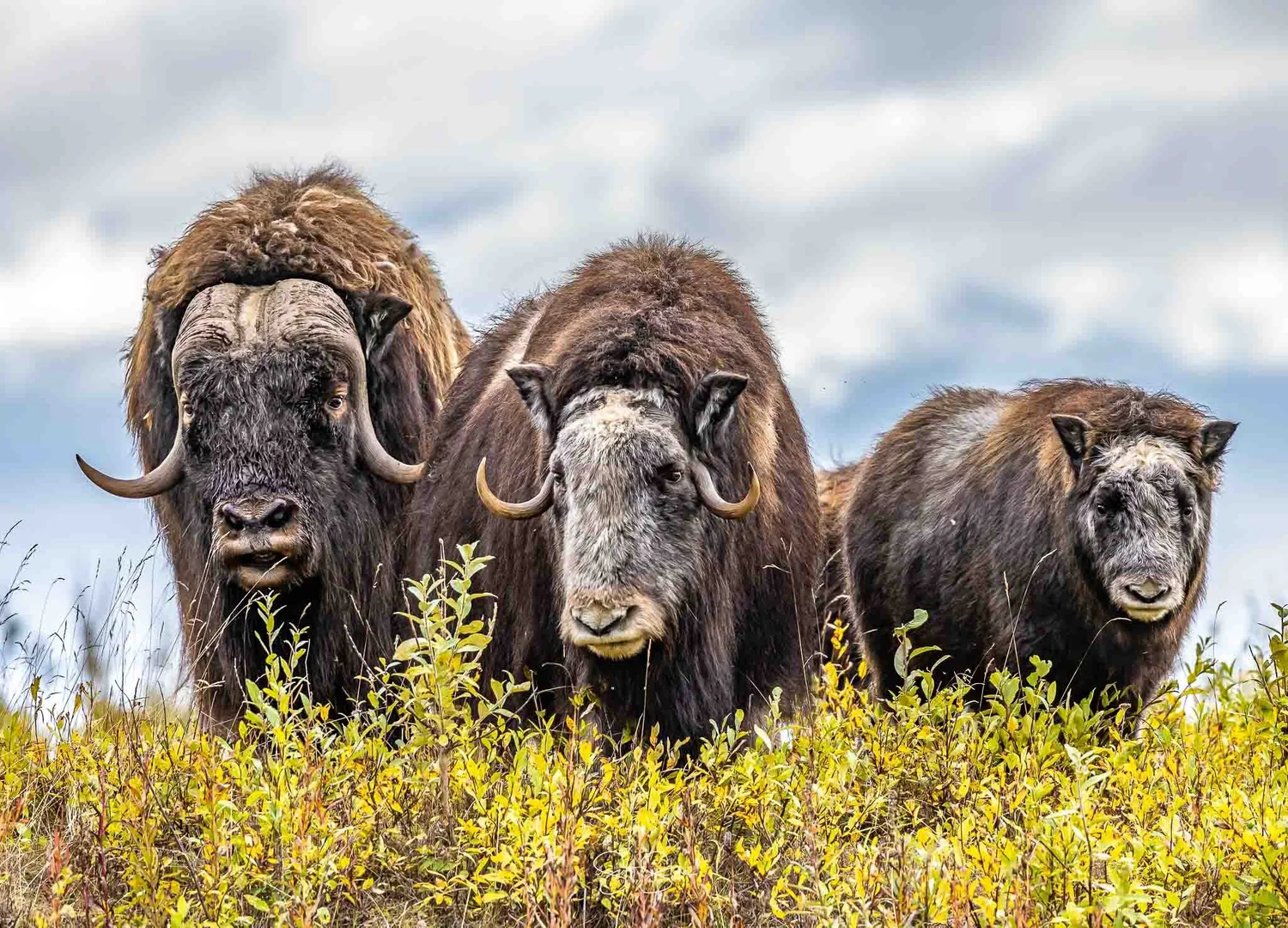 Nome Musk Ox & Northern Lights Tour — Scott Stone Photography | Alaska ...