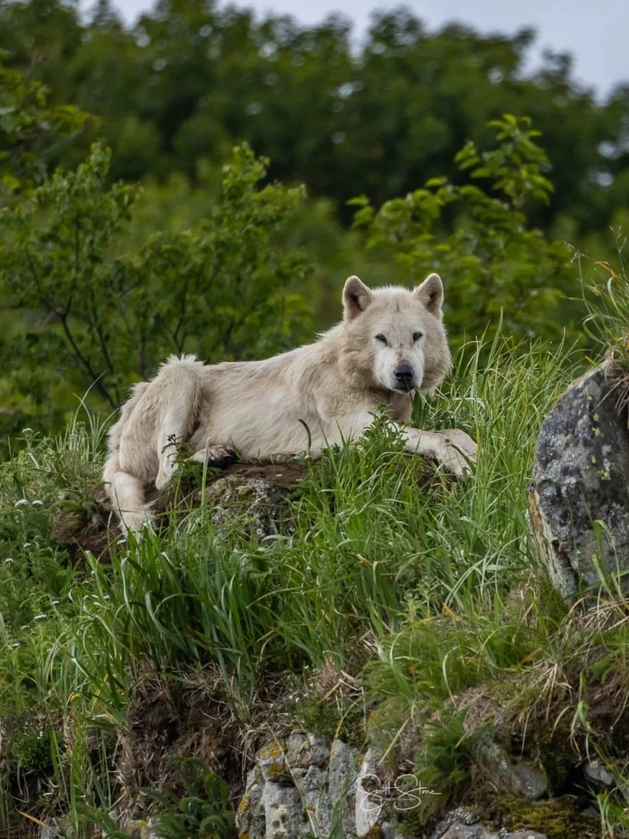 Alaska Wolf Tour — Scott Stone Photography | Alaska Bear Viewing Camps ...