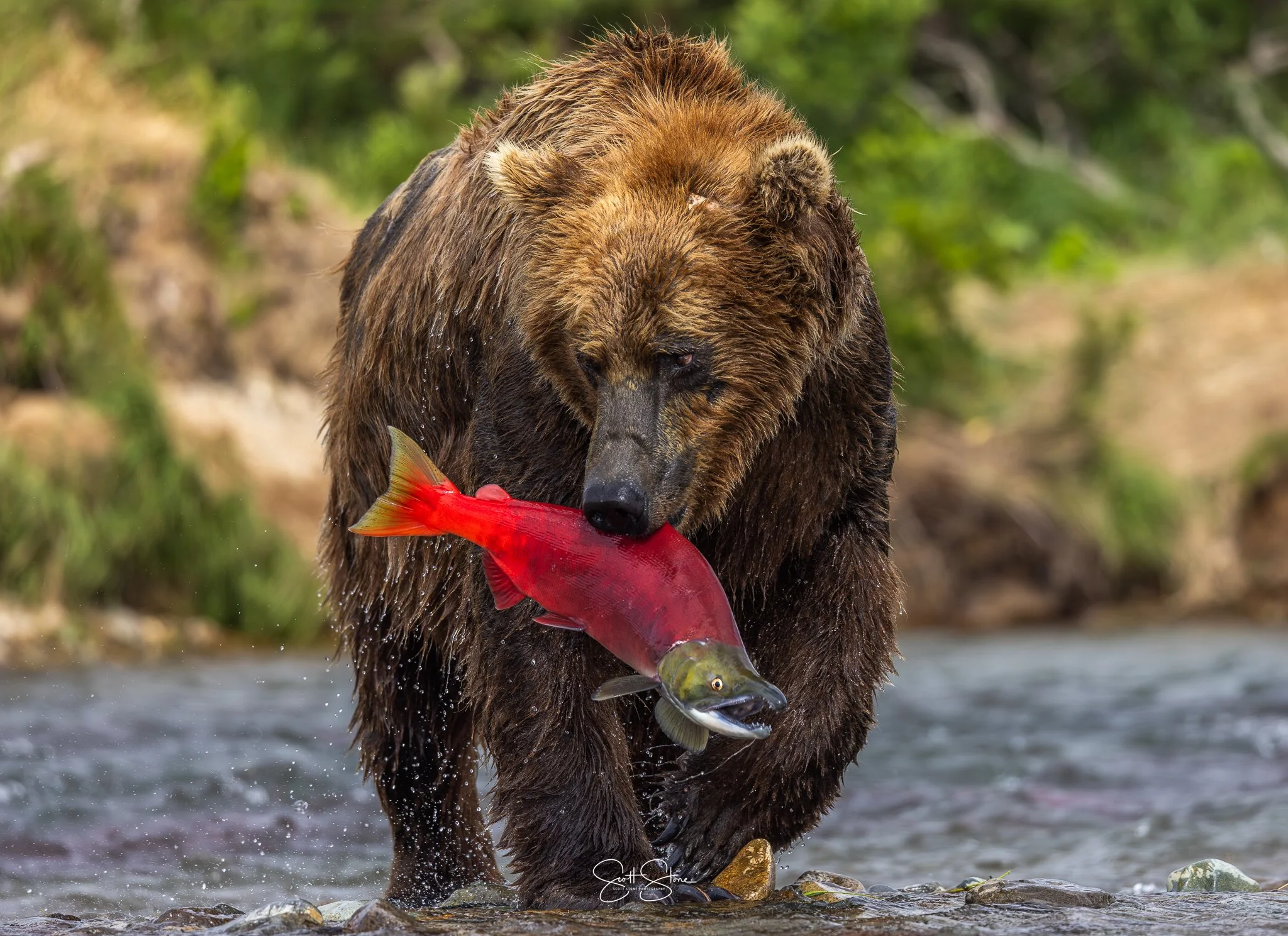 Fishing Bear Camp — Scott Stone Photography | Alaska Bear Viewing Camps ...