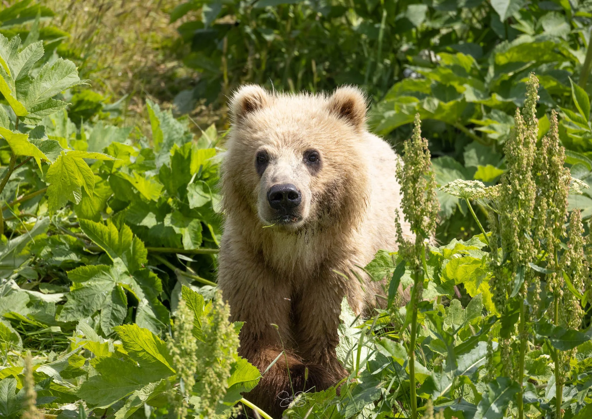 Kodiak Bear Camp | Explore & Capture Bears — Book Now — Scott Stone ...
