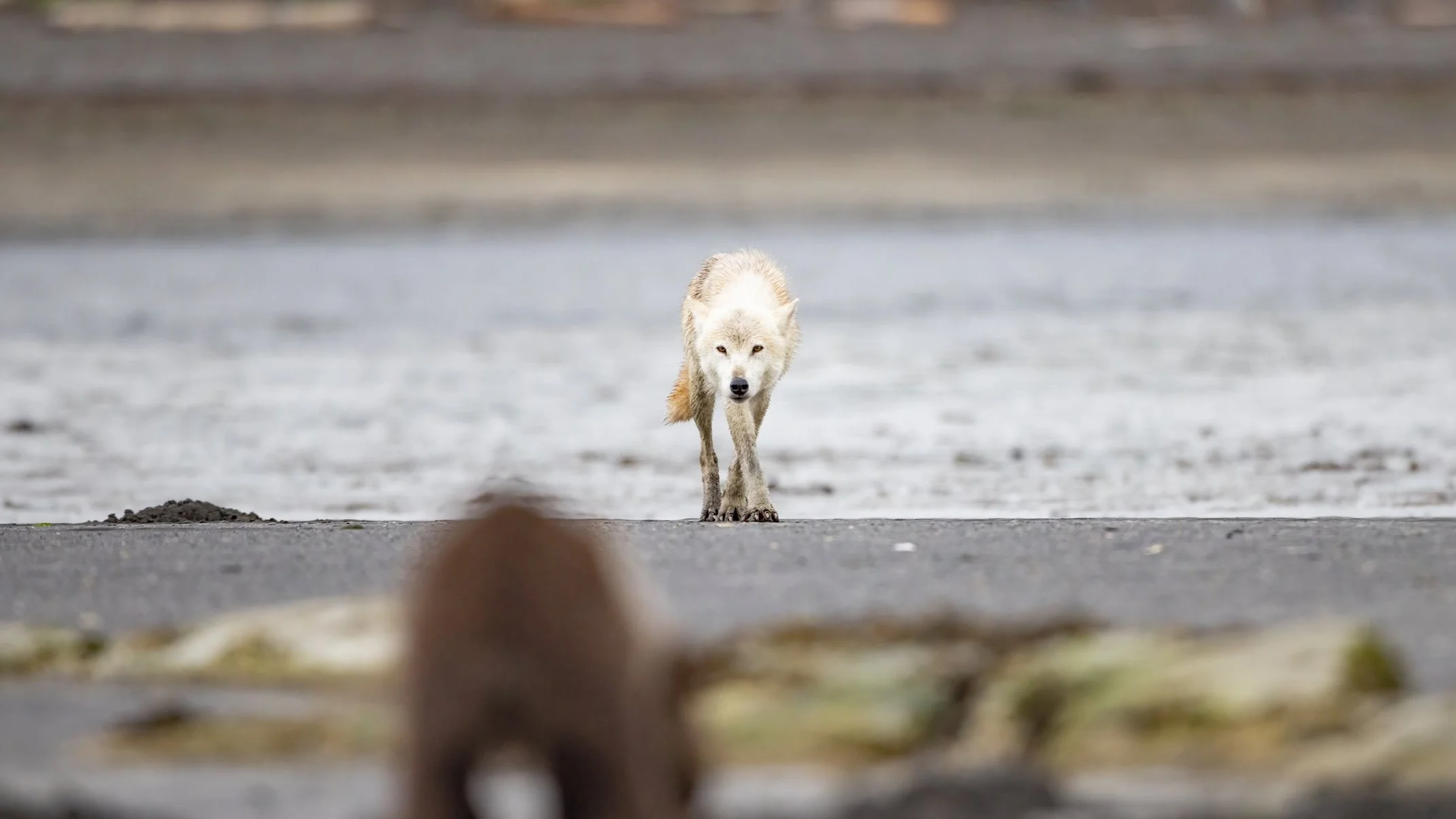 Alaska Wolf Tour | Discover & Capture Wolves - Join Now — Scott Stone ...