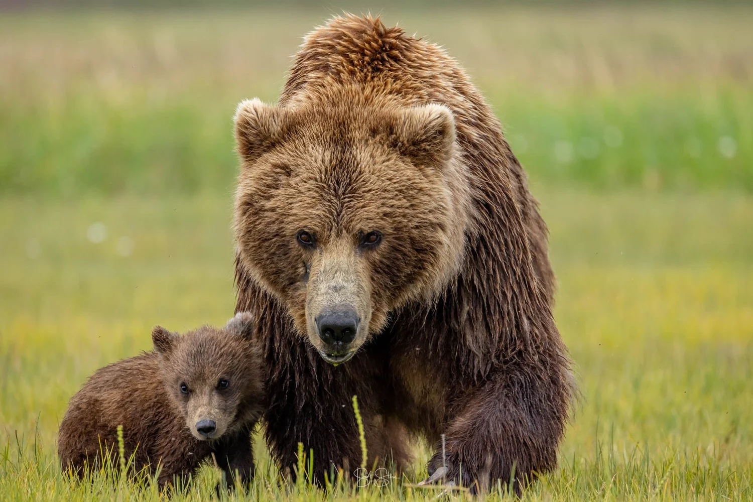 Katmai Bear Camp — Scott Stone Photography | Alaska Bear Viewing Camps ...