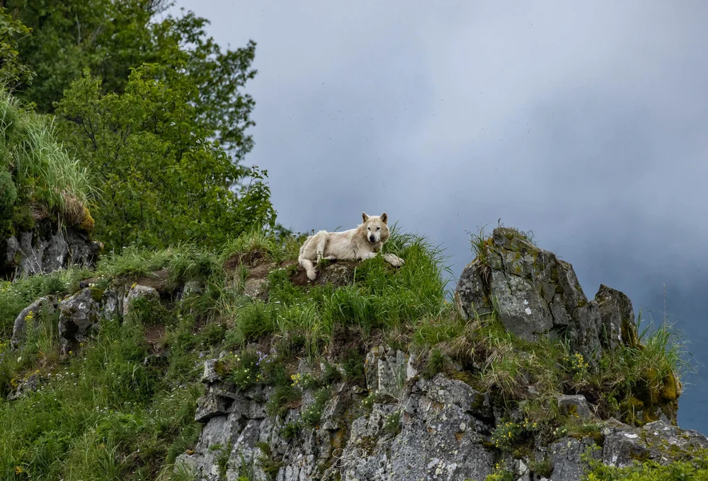 Alaska Wolf Tour | Discover & Capture Wolves - Join Now — Scott Stone ...