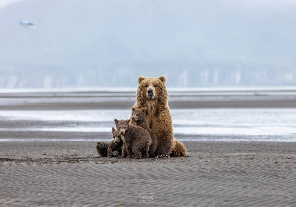 Katmai Bear Camp — Scott Stone Photography | Alaska Bear Viewing Camps ...
