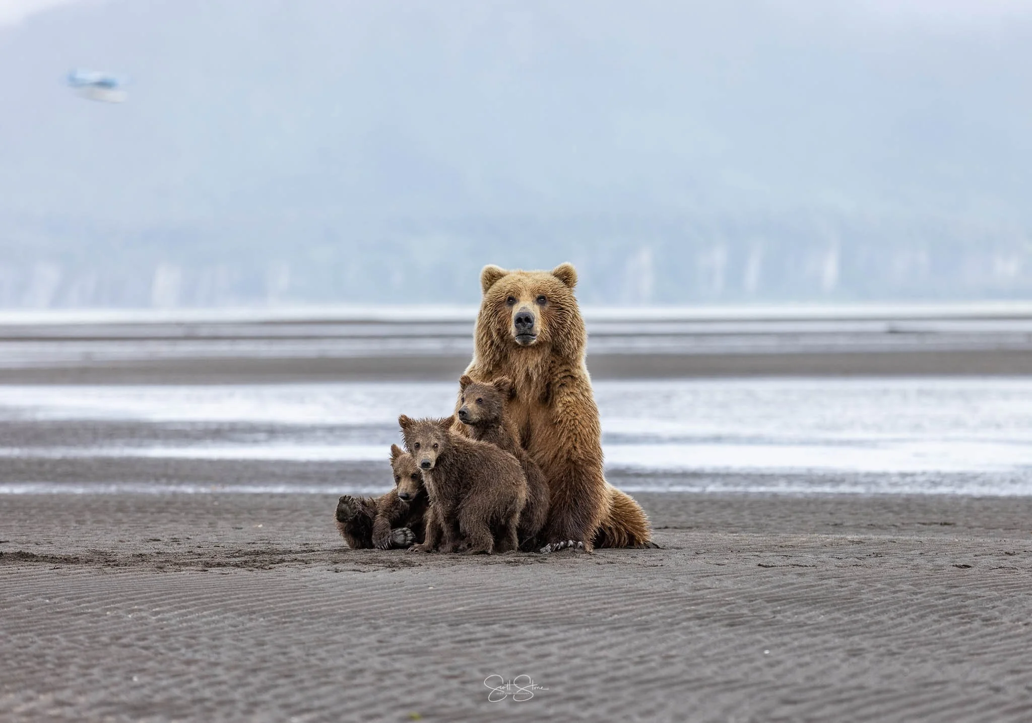 Katmai Bear Camp — Scott Stone Photography | Alaska Bear Viewing Camps ...