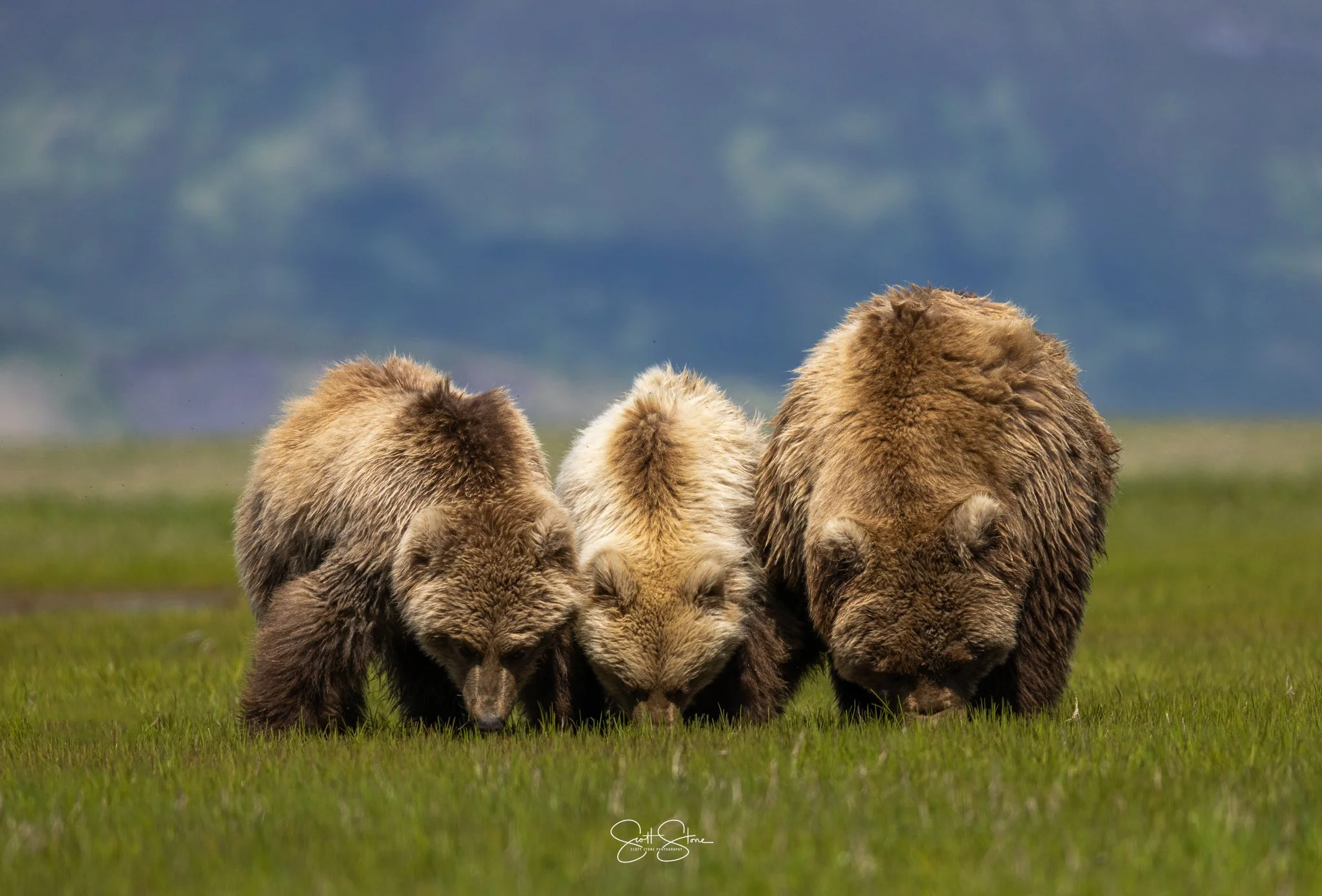 Katmai Bear Camp — Scott Stone Photography | Alaska Bear Viewing Camps ...