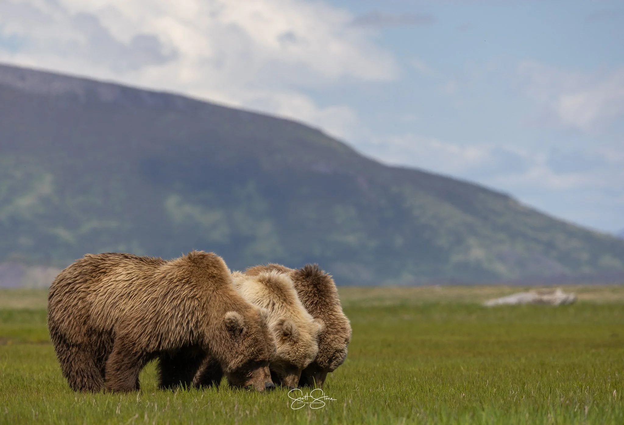 Katmai Bear Camp — Scott Stone Photography | Alaska Bear Viewing Camps ...