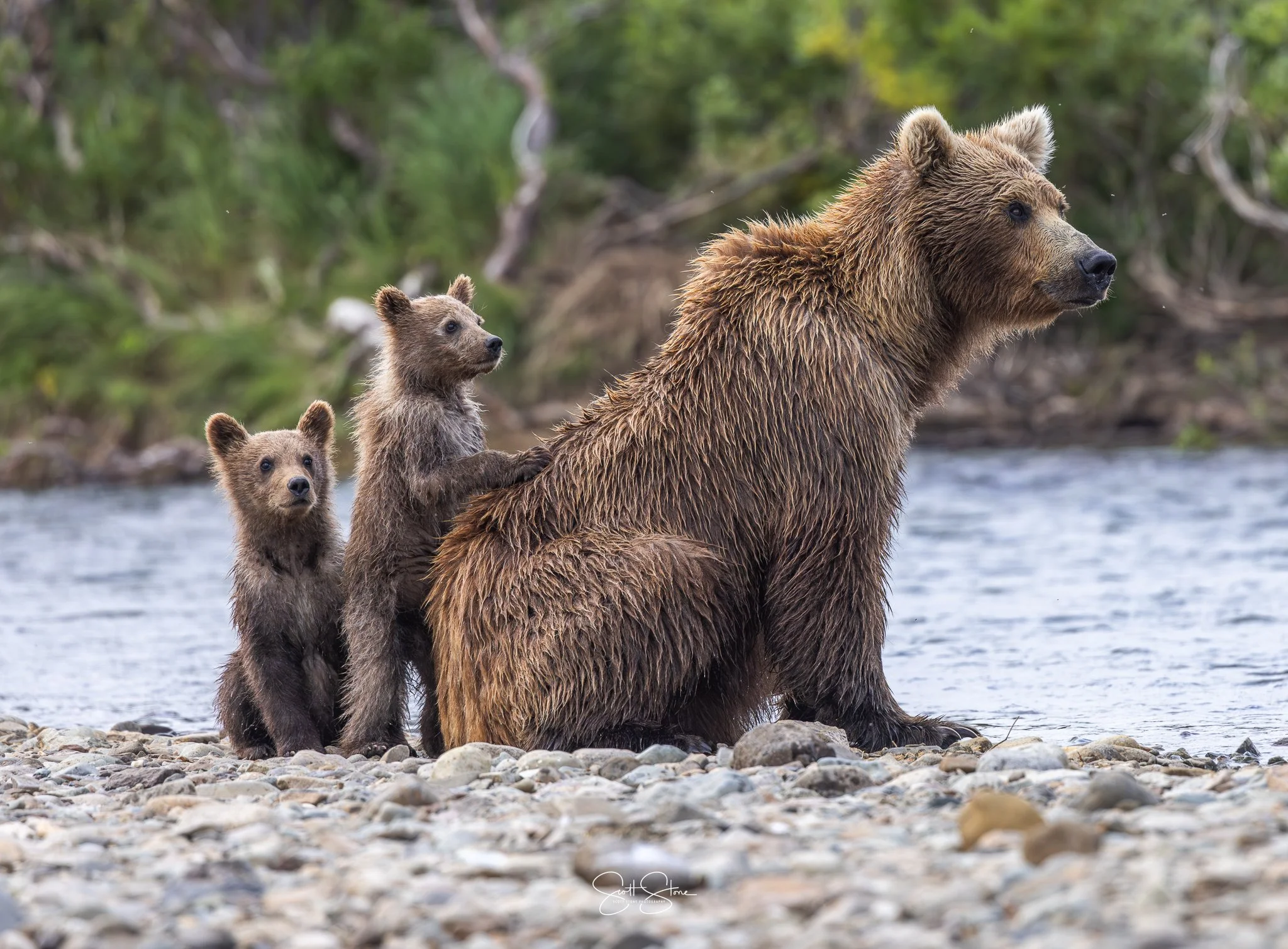 Gallery | Discover Wildlife – Book Today — Scott Stone Photography ...