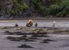 Alaska Wolf Tour | Discover & Capture Wolves - Join Now — Scott Stone ...