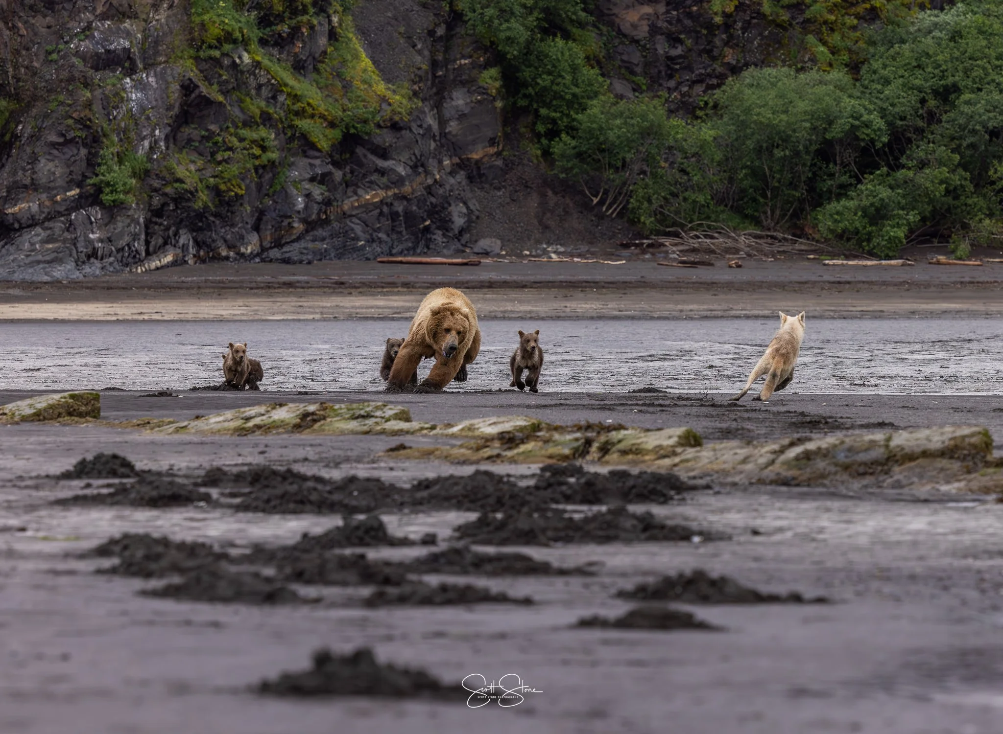 Alaska Wolf Tour | Discover & Capture Wolves - Join Now — Scott Stone ...